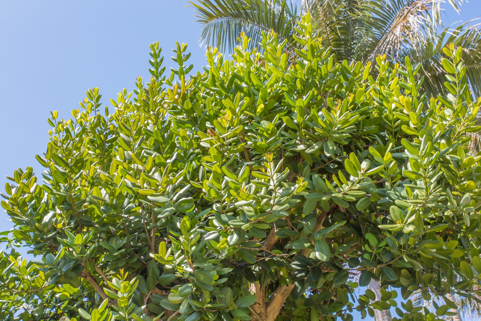 Understanding the Natural Powers of Ravintsara Essential Oil – Pranarom ...