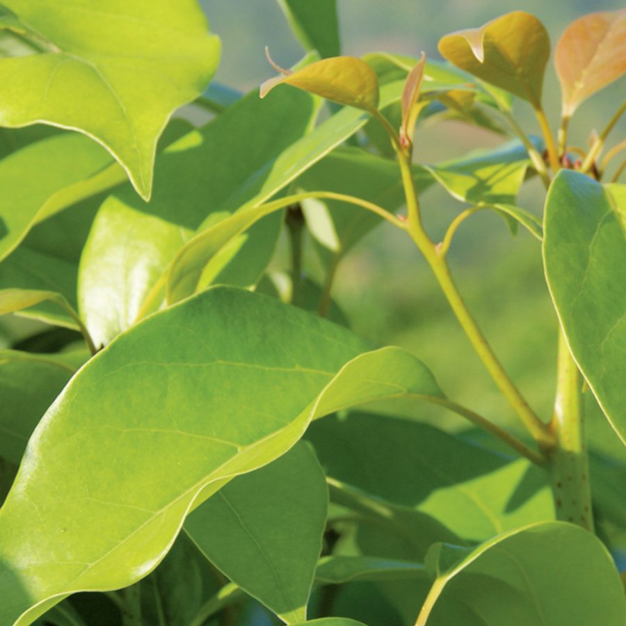 Understanding the Natural Powers of Ravintsara Essential Oil – Pranarom ...