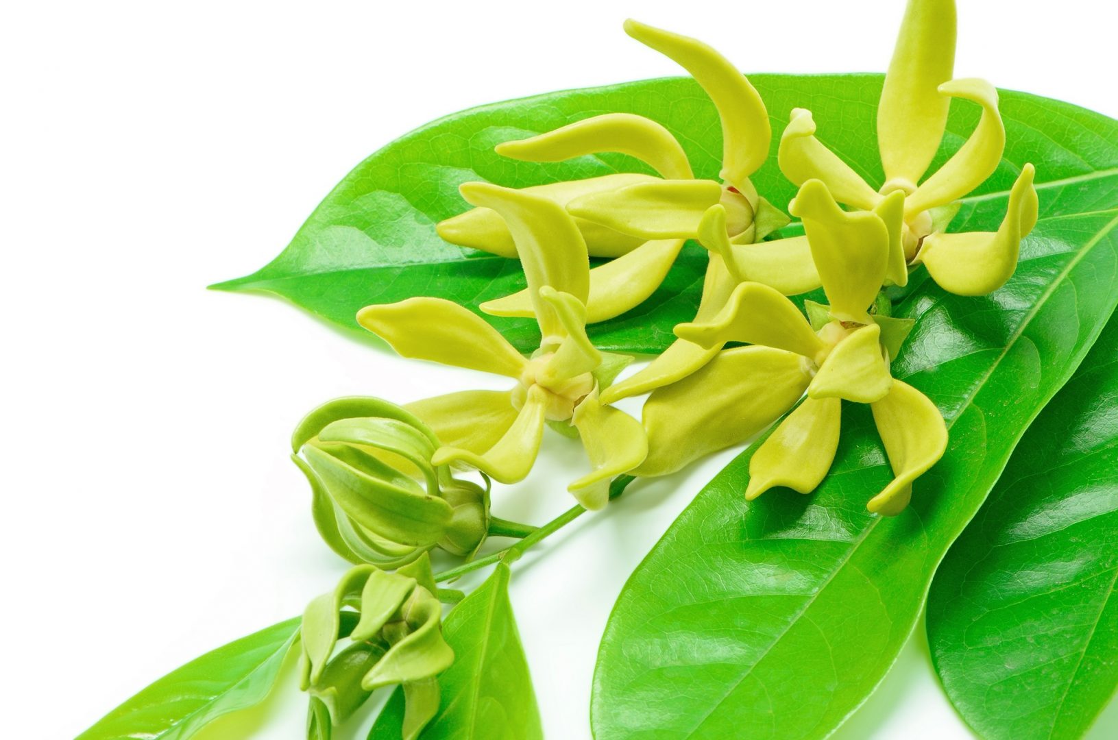 Understanding The Natural Powers of Ylang Ylang Essential Oil with ...